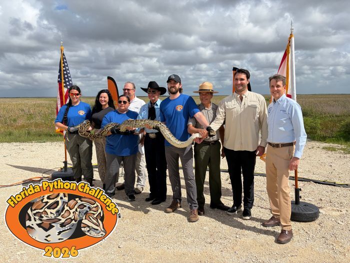 Florida Python Challenge is back - Cape Coral Breeze
